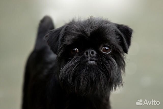 Вязка бельгийского гриффона