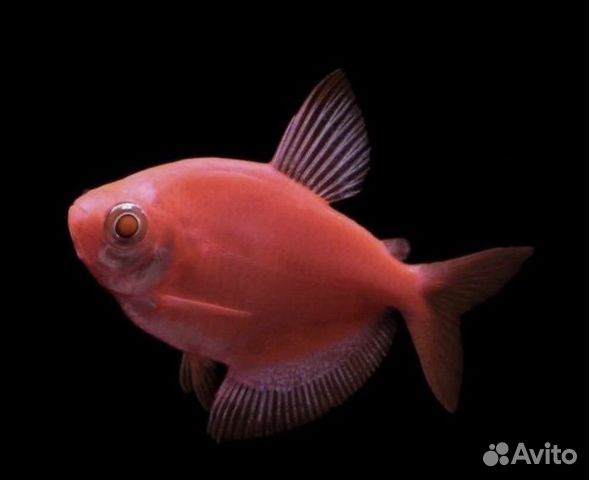 Тернеция Glo fish