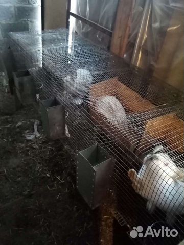 Сррочно Кролики разных пород с клетками