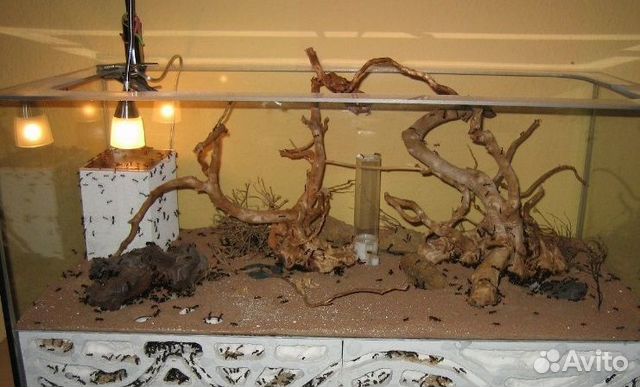 Муравьиная ферма с муравьями