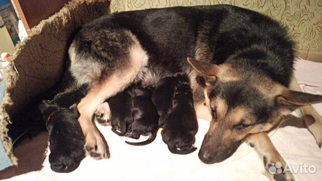 Щенки восточно-европейской овчарки. Бронь