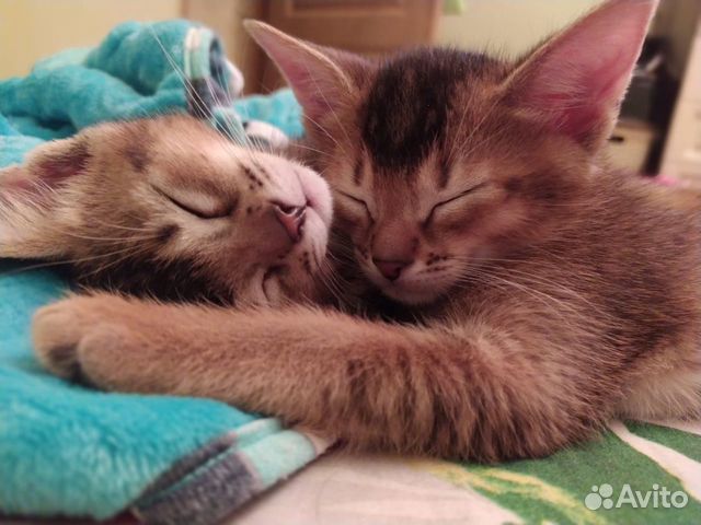 Абиссинской кошки котята