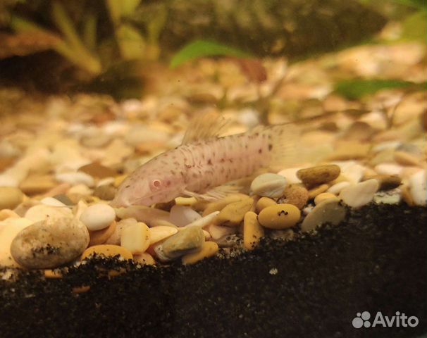 Два сома торакатума