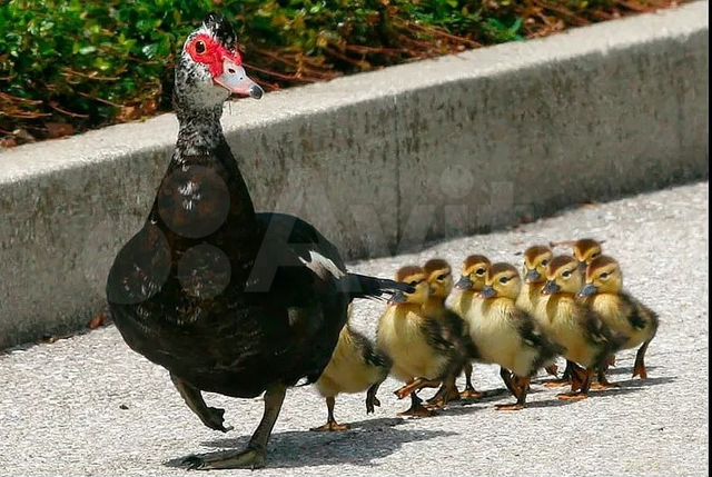 Утята индоутки (мускусной утки)