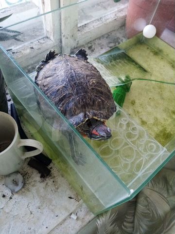 Черепаха с аквариумом