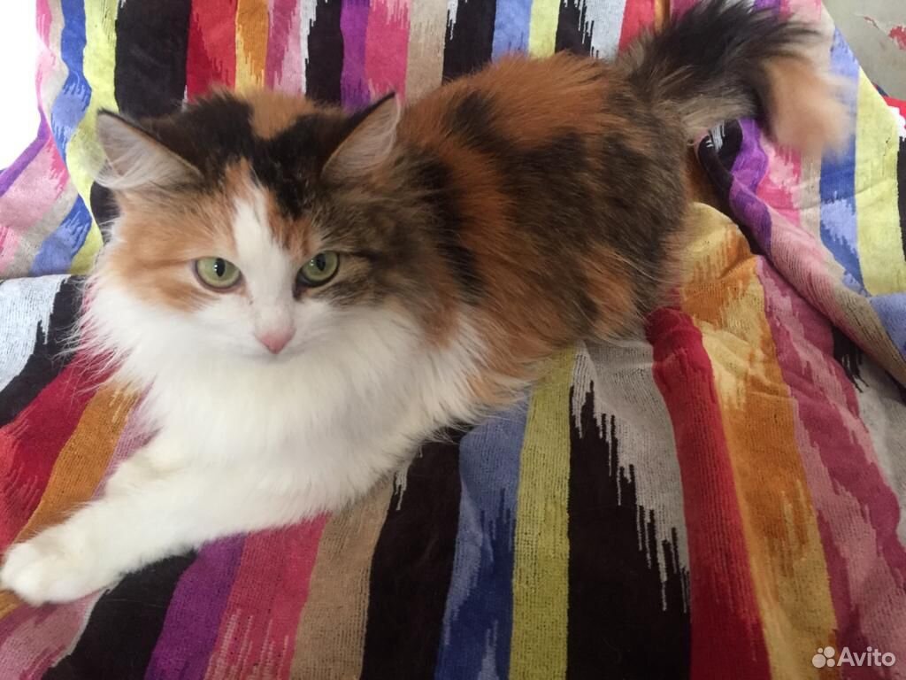 Кошка молодая бесплатно