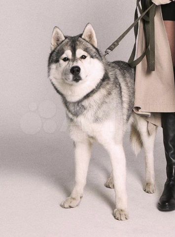 Вязка сибирский хаски