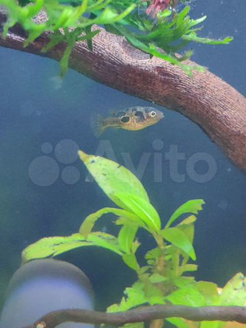 Карликовый тетрадон