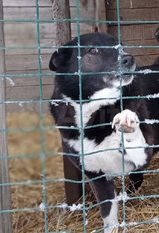 Собака бася в добрые руки