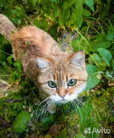 Кошка золотистая шиншила в дар