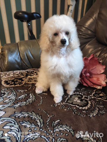 Той пудель белая девочка