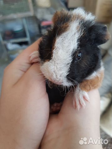 Морская свинка американский тедди