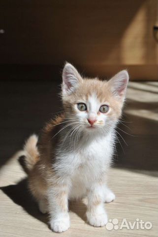 Котята из приюта Том и Джери