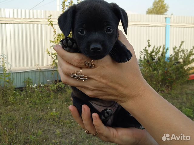 Продаются кутята Той-терьера