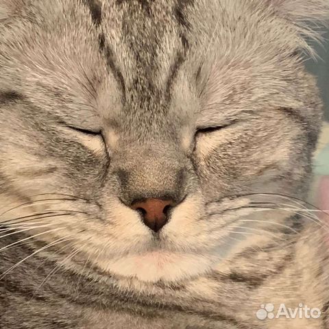 Британская вислоухая кошка