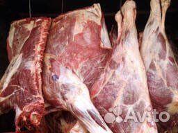 Бычки и быки на мясо