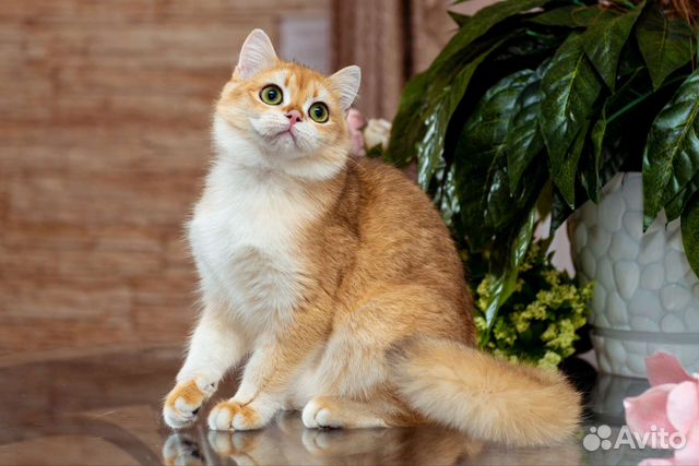 Британская кошка