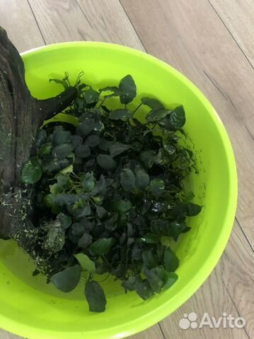 Анубиас отдам
