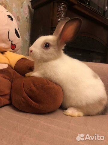 Декоративный кролик в добрые руки