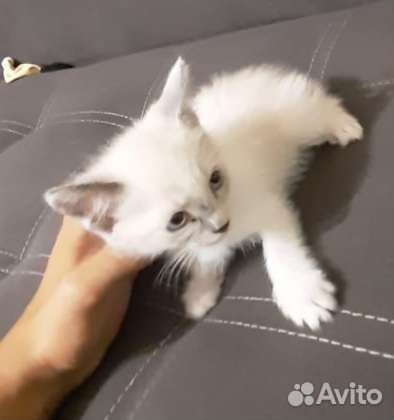 Котятки сиамской кошки ищут дом
