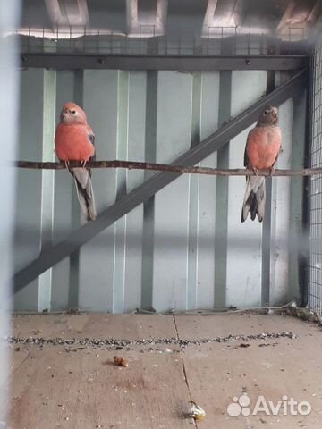 Боурка попугаи пара