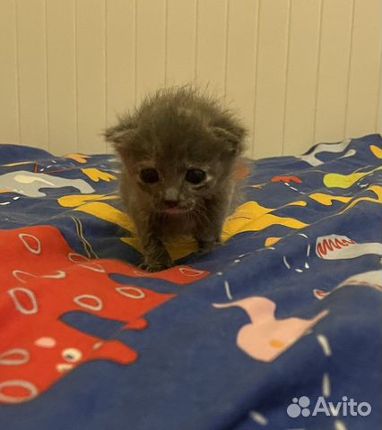 Котенок 2 недели в добрые руки