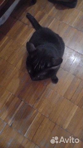 Кот в добрые руки