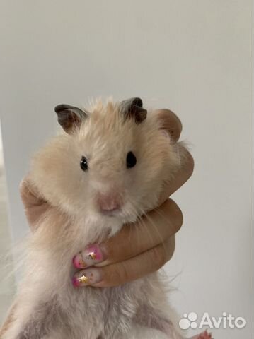 Сирийский хомяк