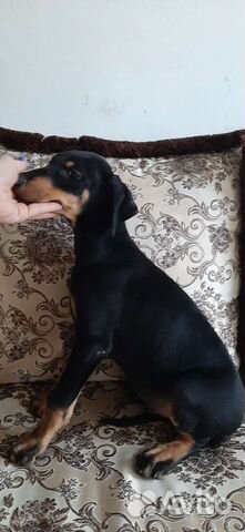 Доберман щенок