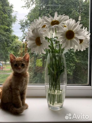 Котенок в добрые руки