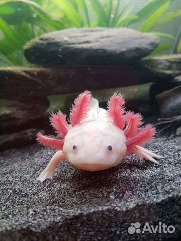 Аксолотль розовый