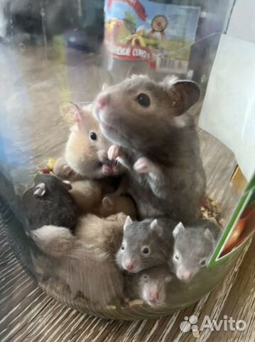 Сирийские хомяки даром