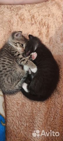 Британские котята