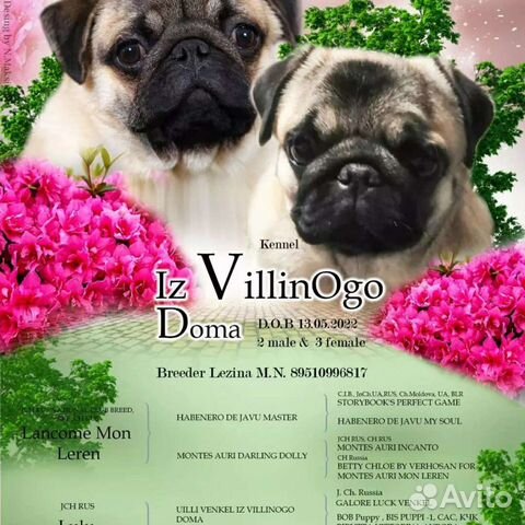 Щенки мопса девочки