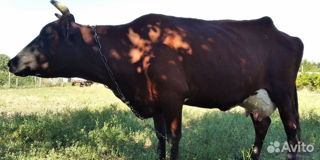 Продам корову 3 отёл