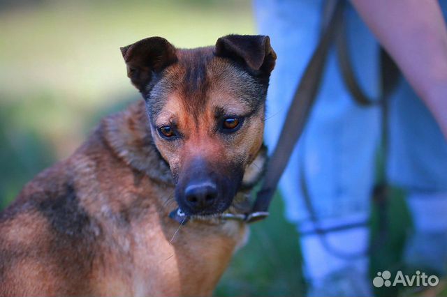 Нежная Эльба в добрые руки