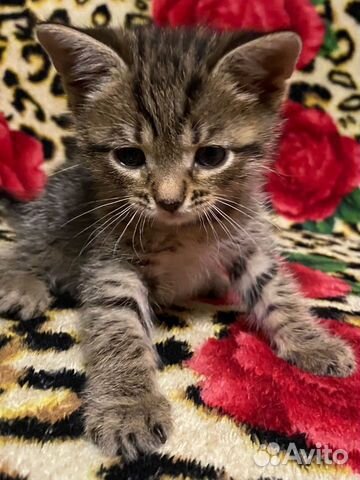 Тигровый котенок