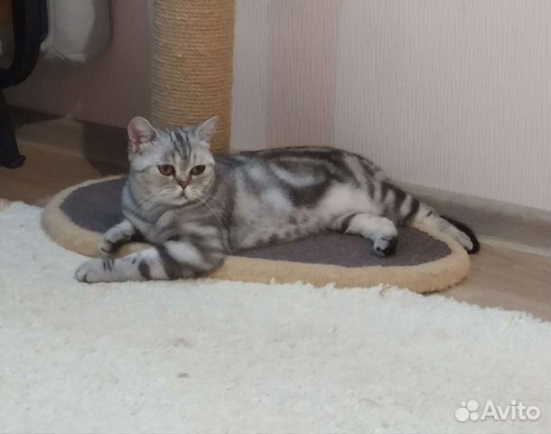 Британская кошка