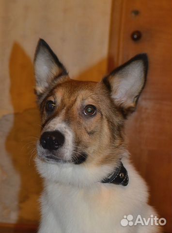 Щенок ищет семью