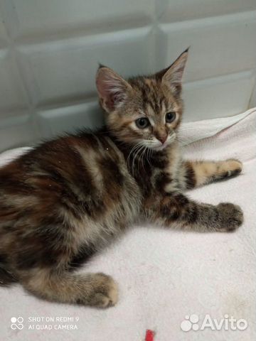 Котенок 1,5-2 мес. Кошечка Рыся
