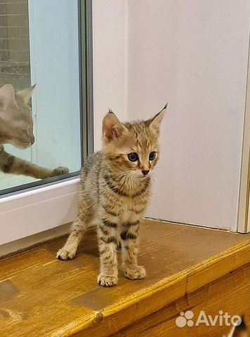Кошка чаузи ф1