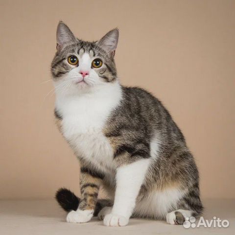 Молодой котик в добрые руки