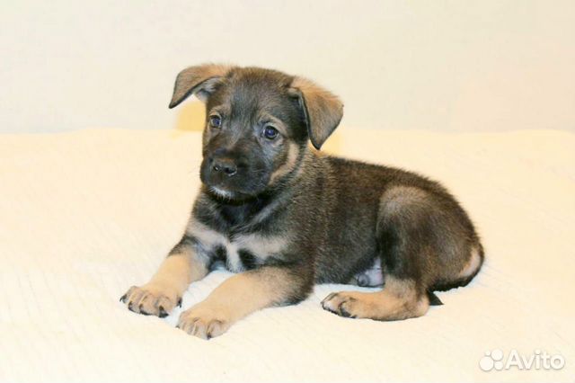 Малыш Джонни, 2 месяца, ищет семью