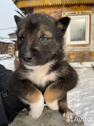 Щенки в добрые руки