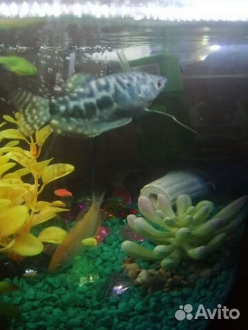 Гурами мраморный