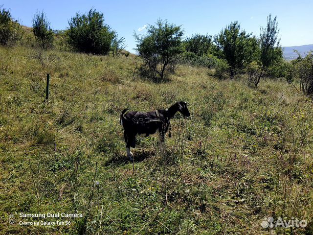 Продам коз и козлят
