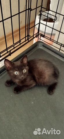 Отдам котенка в добрые руки