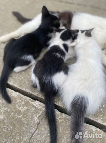 Домашние животные бесплатно кошки