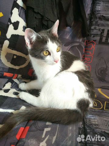 Кошка Тюпа в добрые руки
