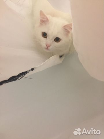 Отдам кота в добрые руки